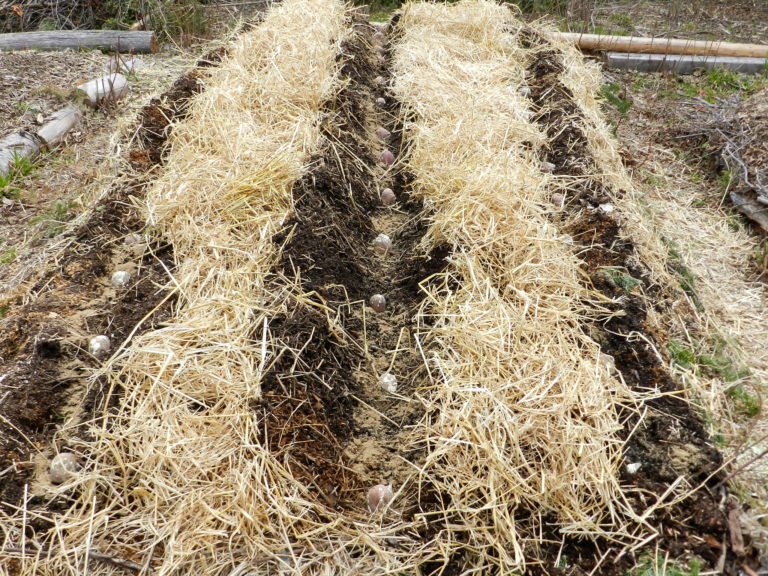 Hügelkultur Gardening - EcoFarming Daily