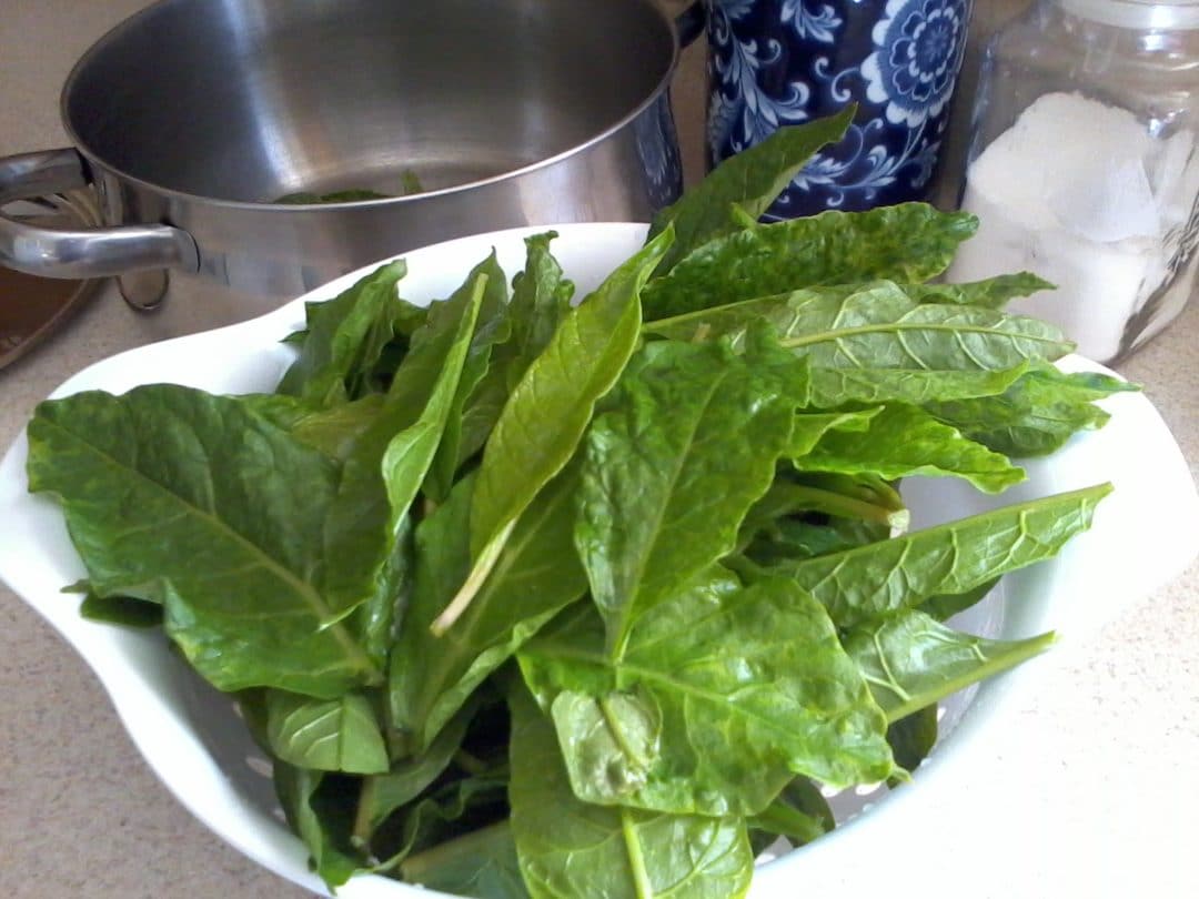 Discover the Possibilities of Pokeweed - EcoFarming Daily