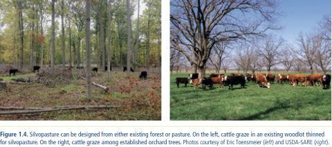 The Main Components of Silvopasture | EcoFarming Daily