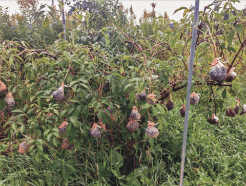 Rethinking Pests, Invasive Species, and Other Paradigms | EcoFarming Daily